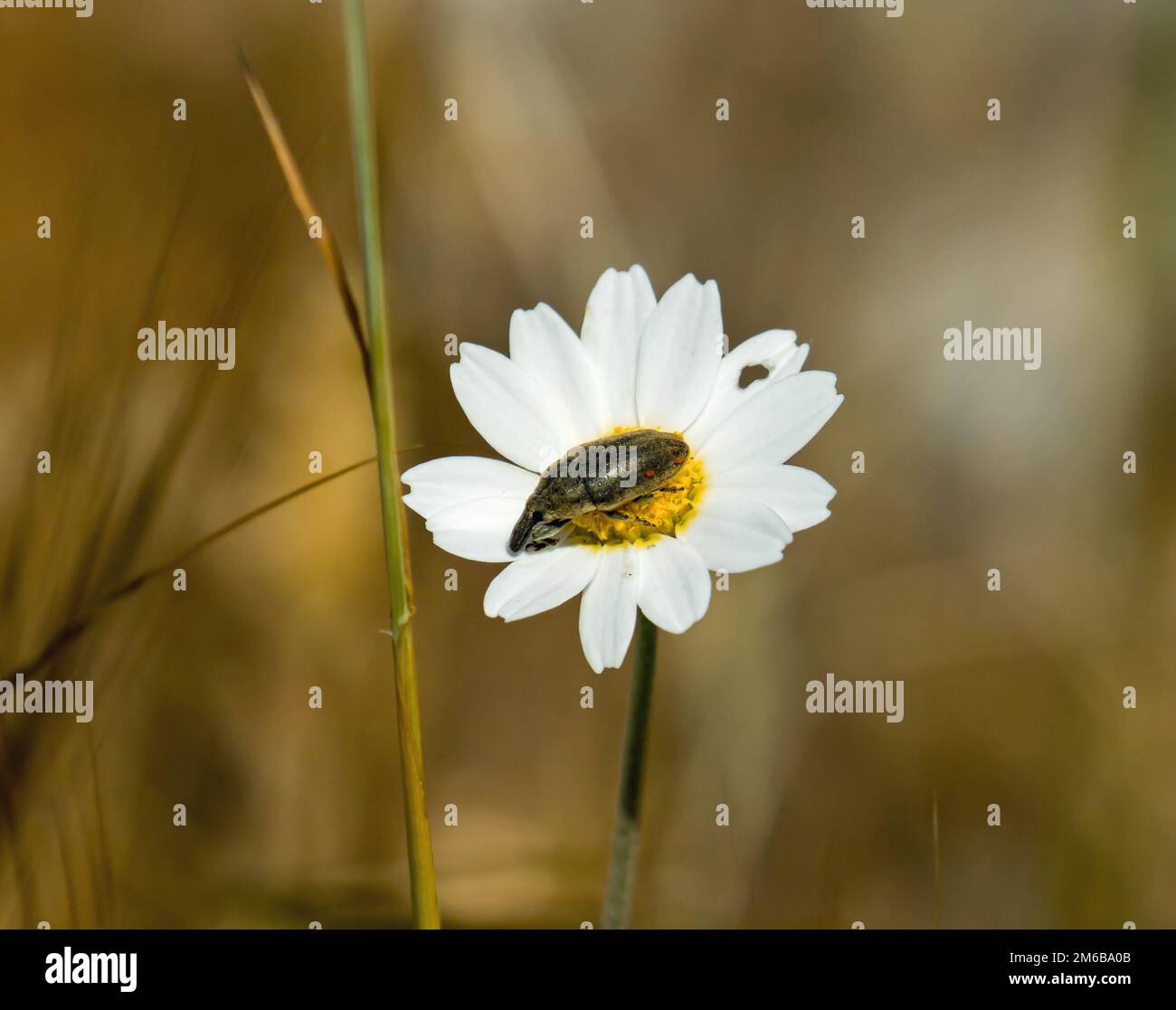 Weevil-type Bug on Lesvos Stock Photo - Alamy
