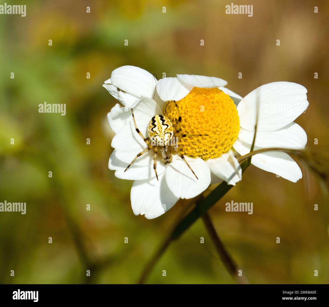 Spider species Aculepeira armida found on Lesvos Stock Photo - Alamy