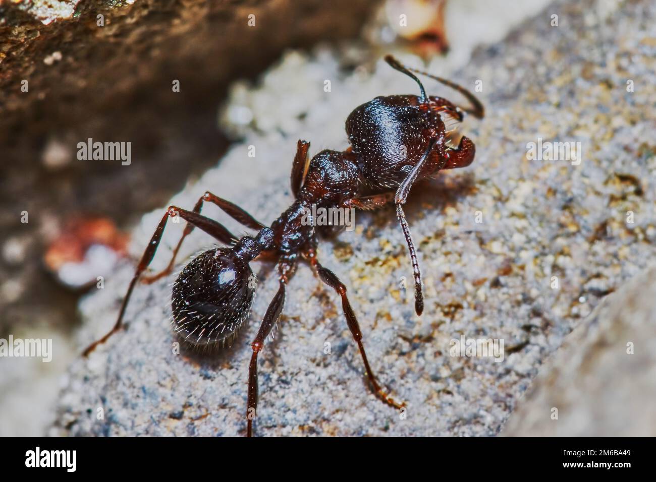 Ant environment hi-res stock photography and images - Alamy