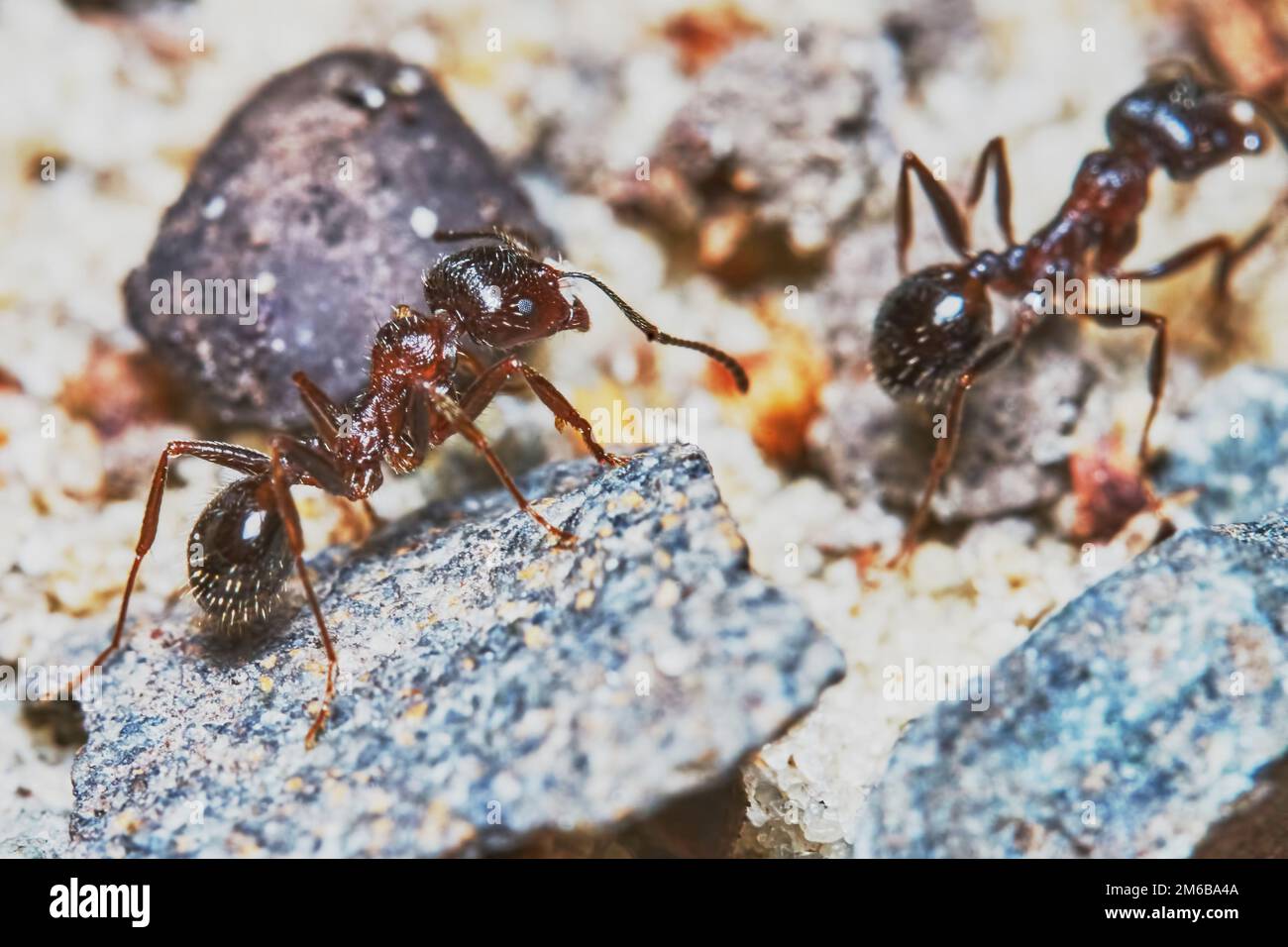 Two ants outside in the garden Stock Photo - Alamy