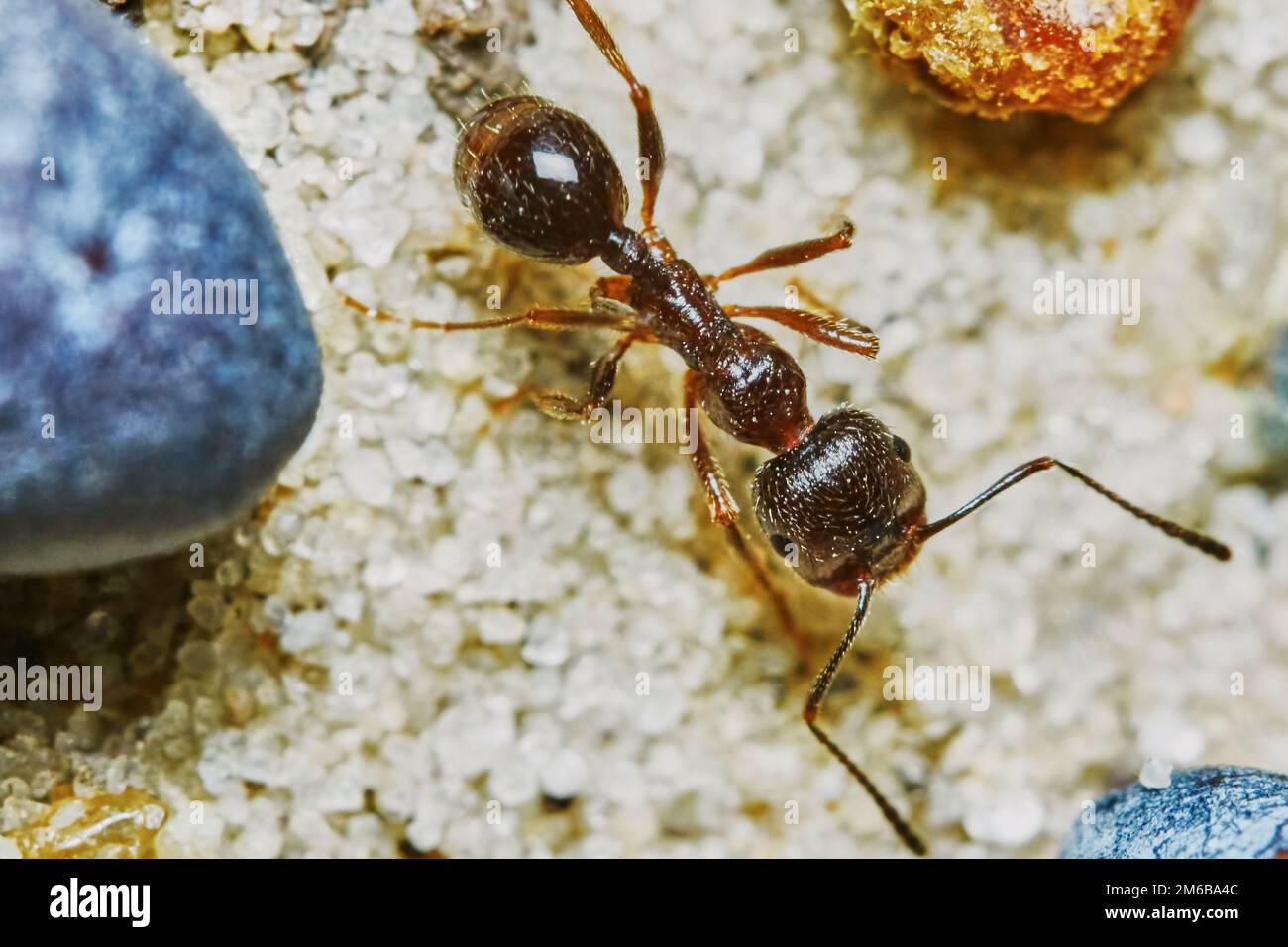 Ant outside in the garden Stock Photo - Alamy