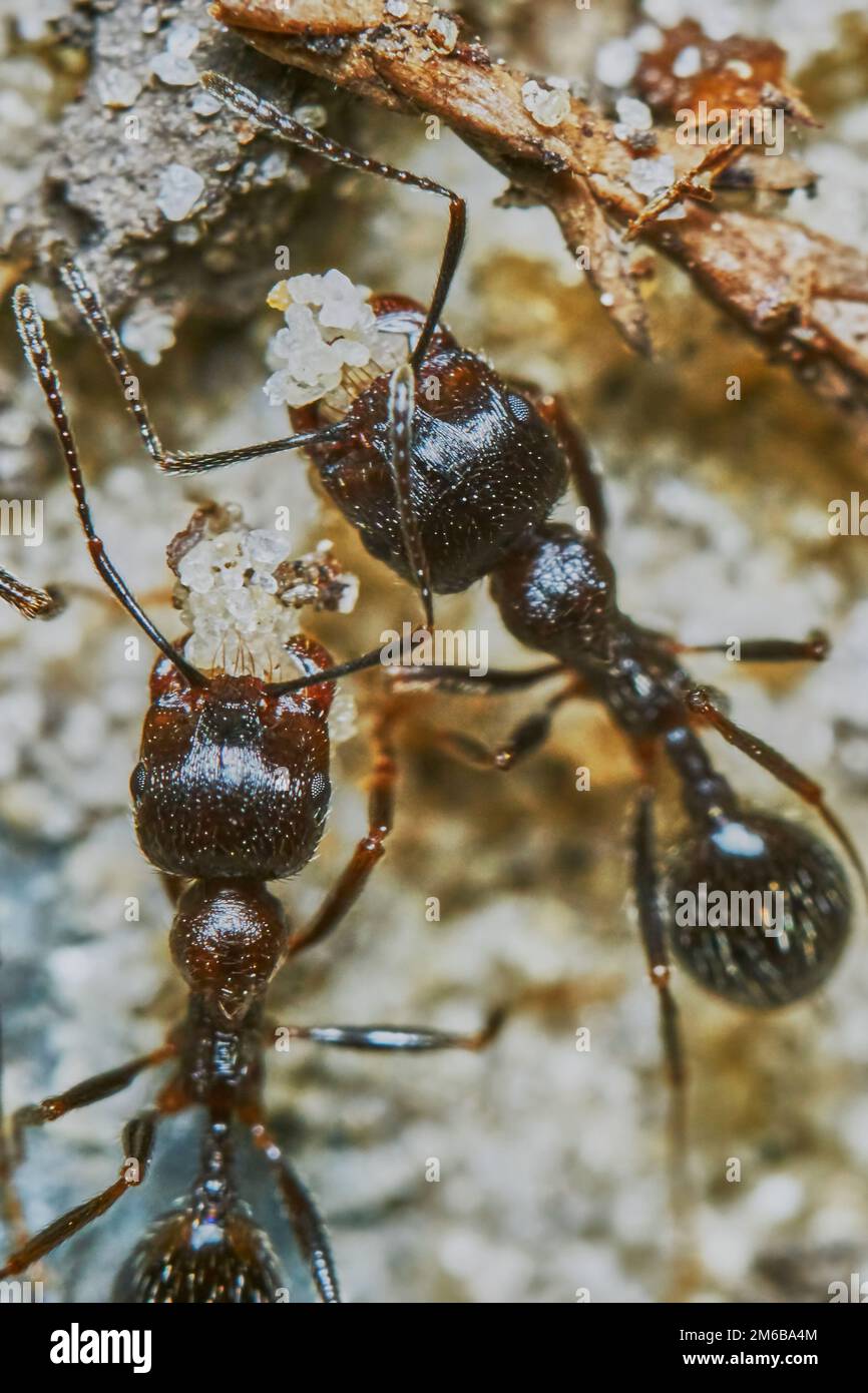 Garden ants hi-res stock photography and images - Alamy