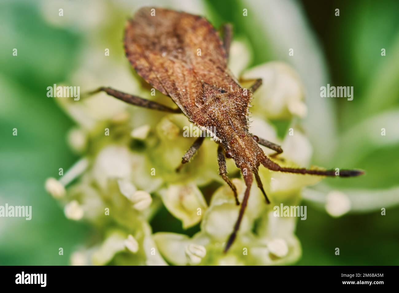 Bug brown hi-res stock photography and images - Alamy