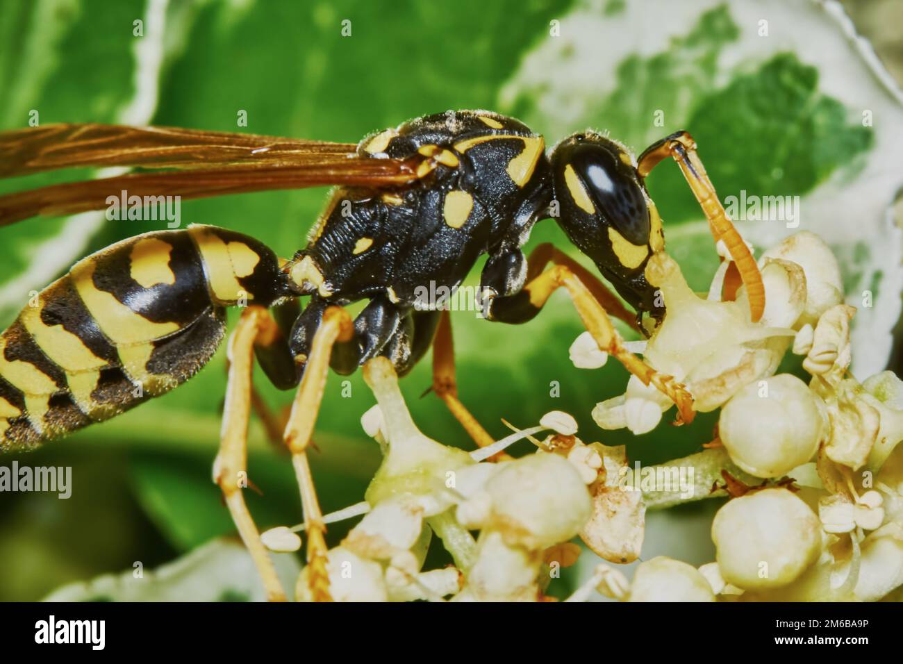 Tree wasp hi-res stock photography and images - Alamy