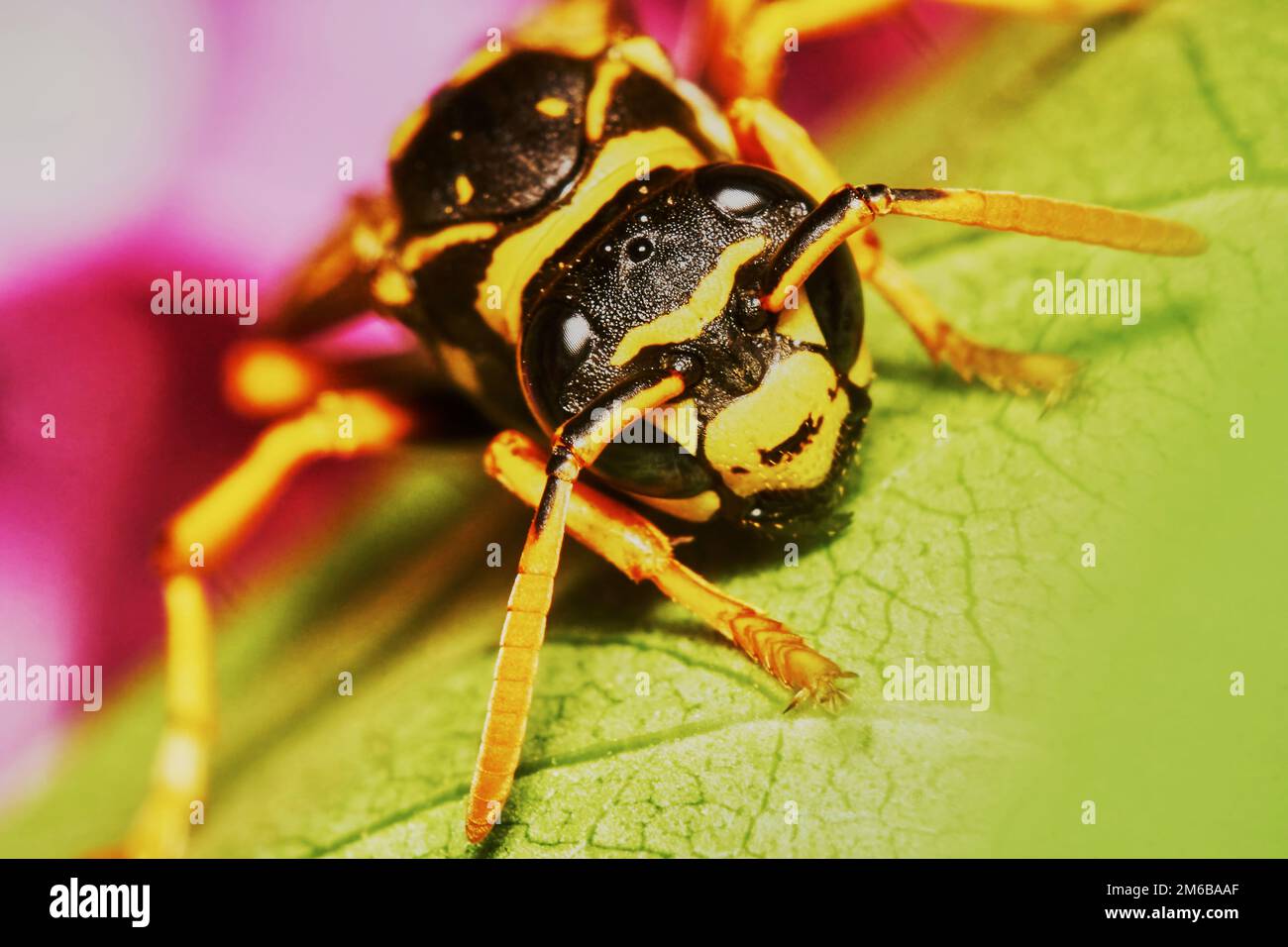 Danger wasp hi-res stock photography and images - Alamy