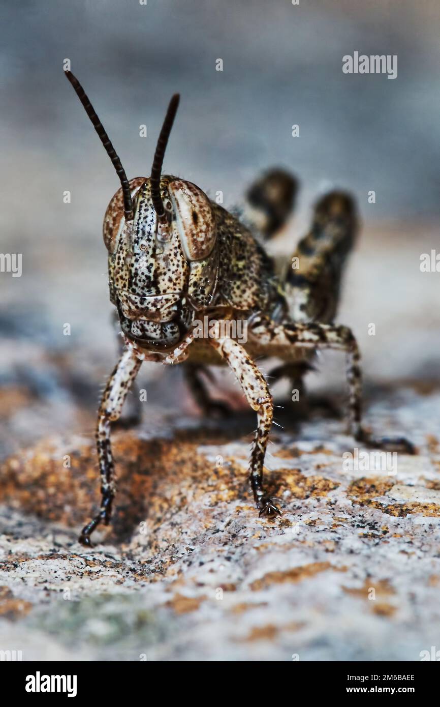 Small locust larvae Stock Photo - Alamy