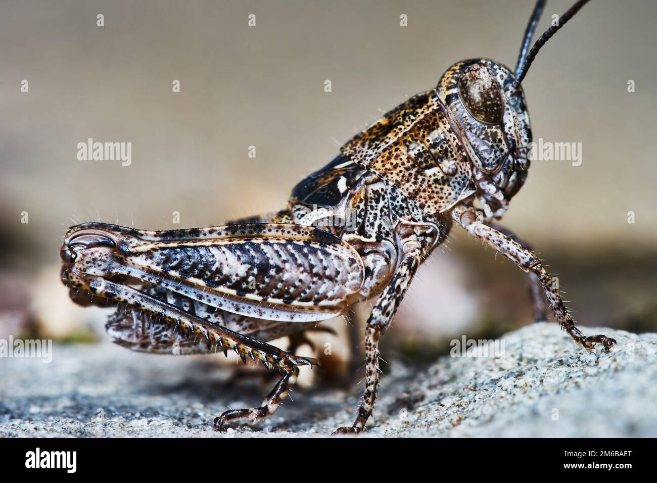 Small locust larvae Stock Photo - Alamy