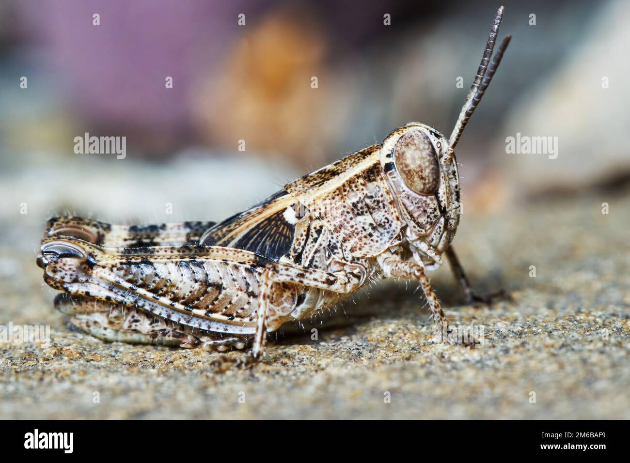 Small locust larvae Stock Photo - Alamy