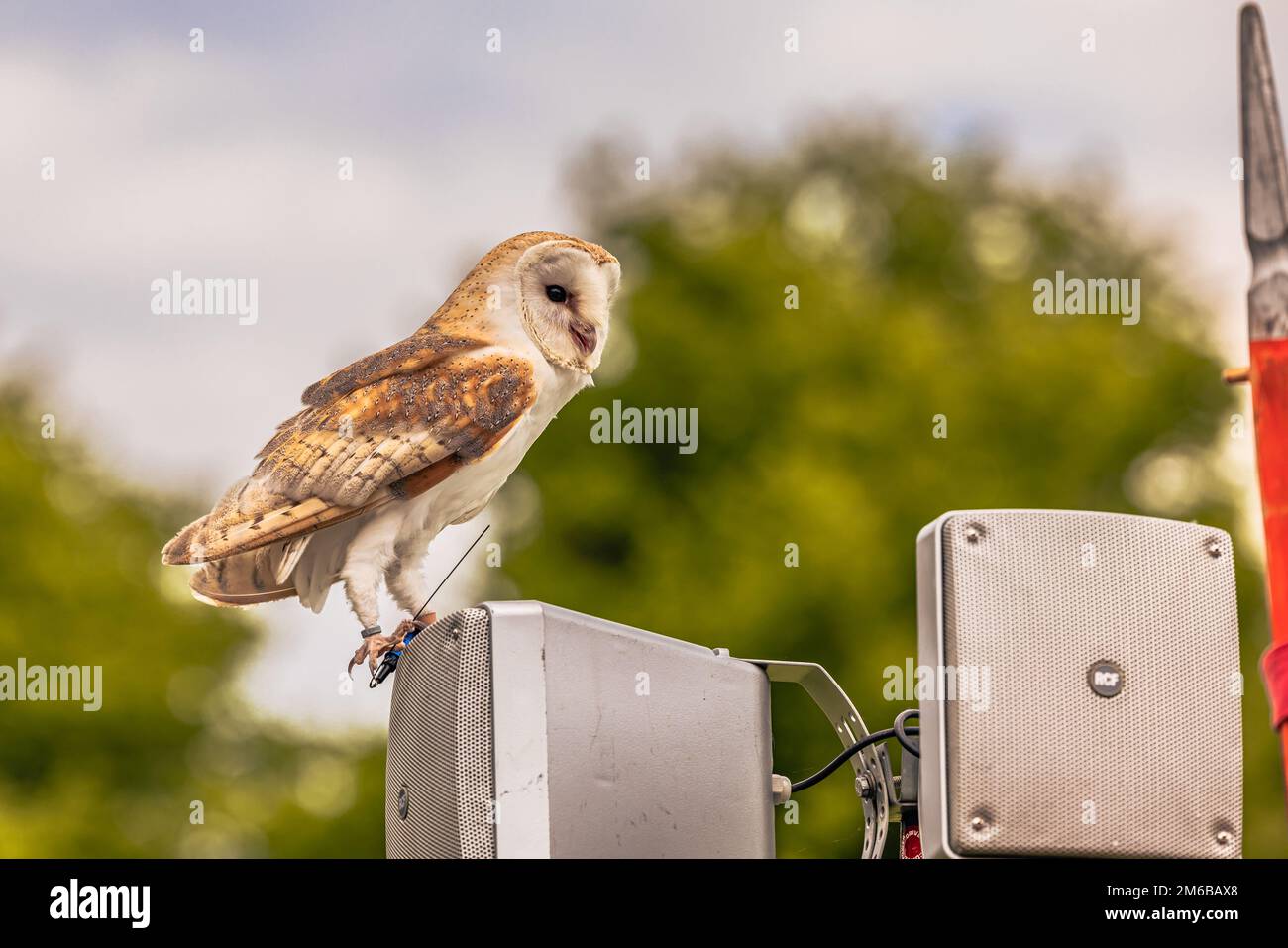 The night owl 2022 hi-res stock photography and images - Alamy