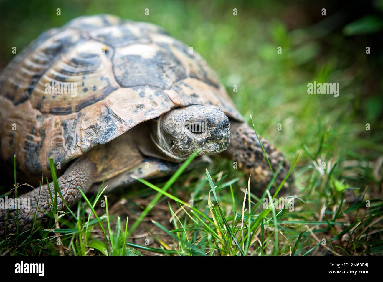 Arid reptile hi-res stock photography and images - Alamy