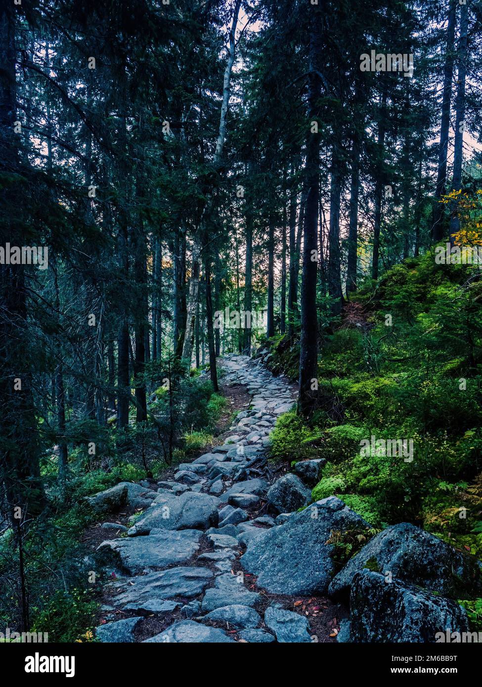 Rocky mountain trail path in a pine forest with s-curve wave during ...