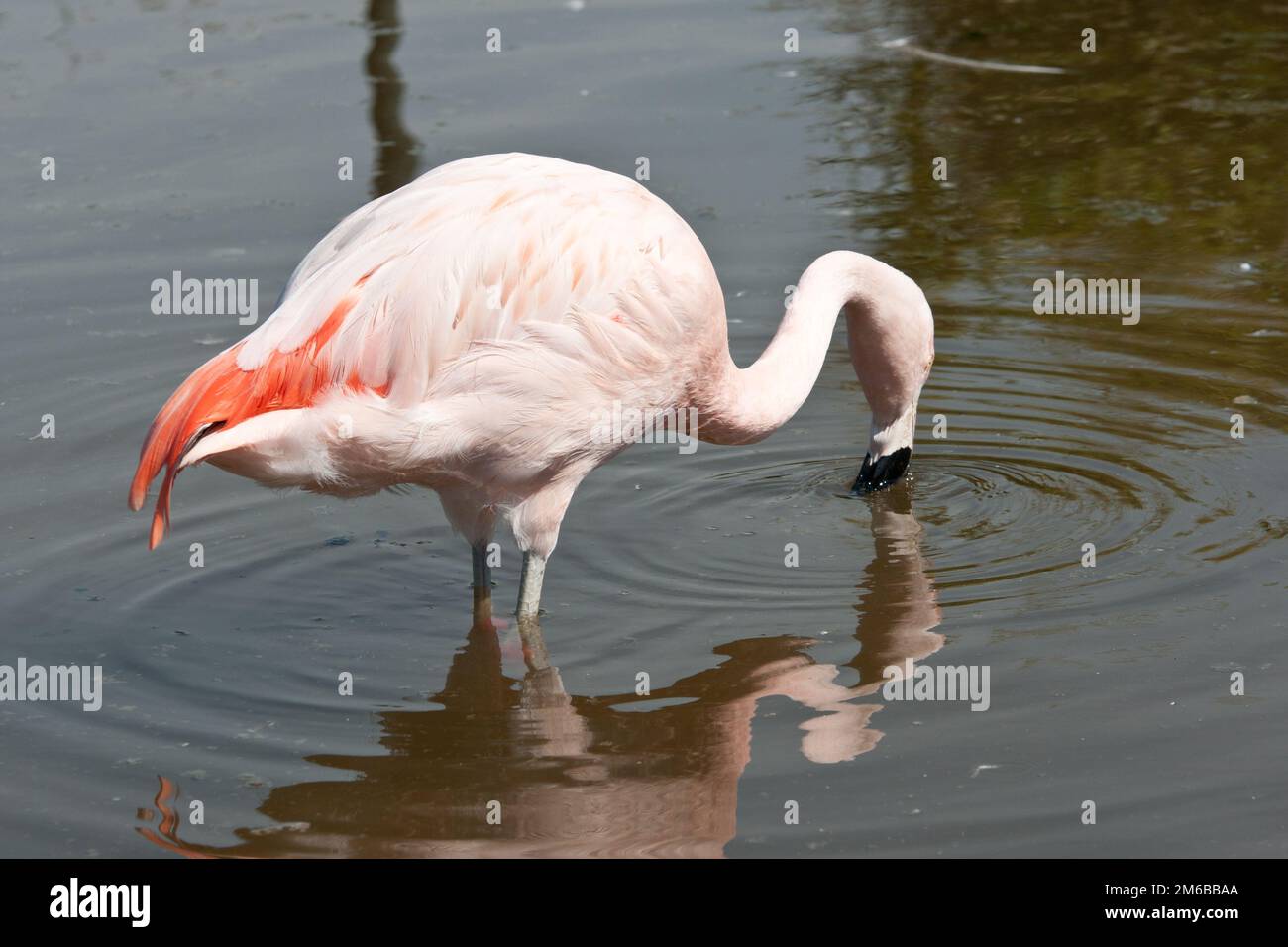 Flamingo in searching for food Stock Photo - Alamy
