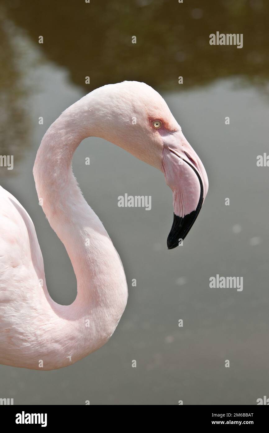 Headshot of flamingo Stock Photo - Alamy
