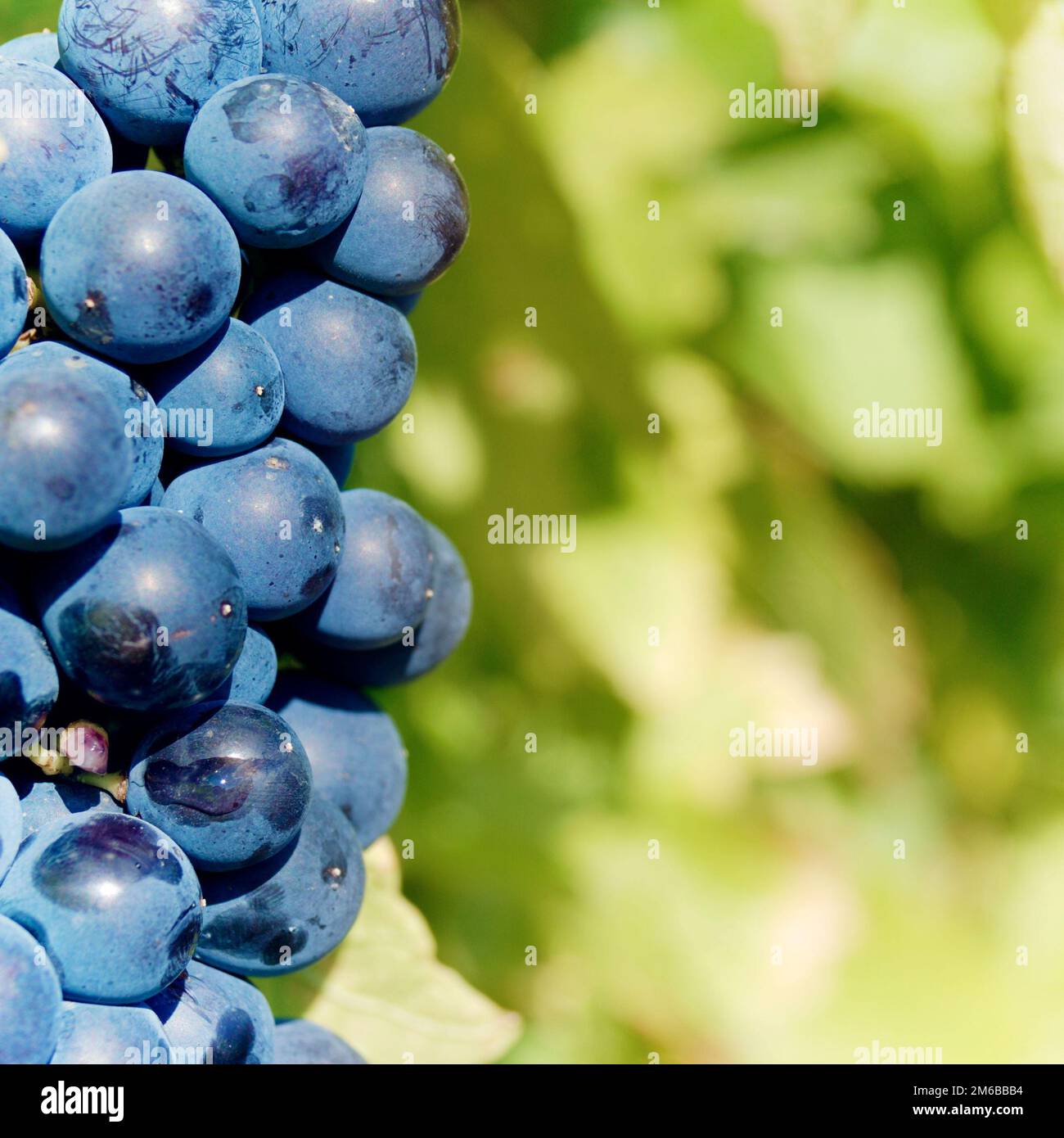 Sweet and tasty blue grape bunch Stock Photo - Alamy