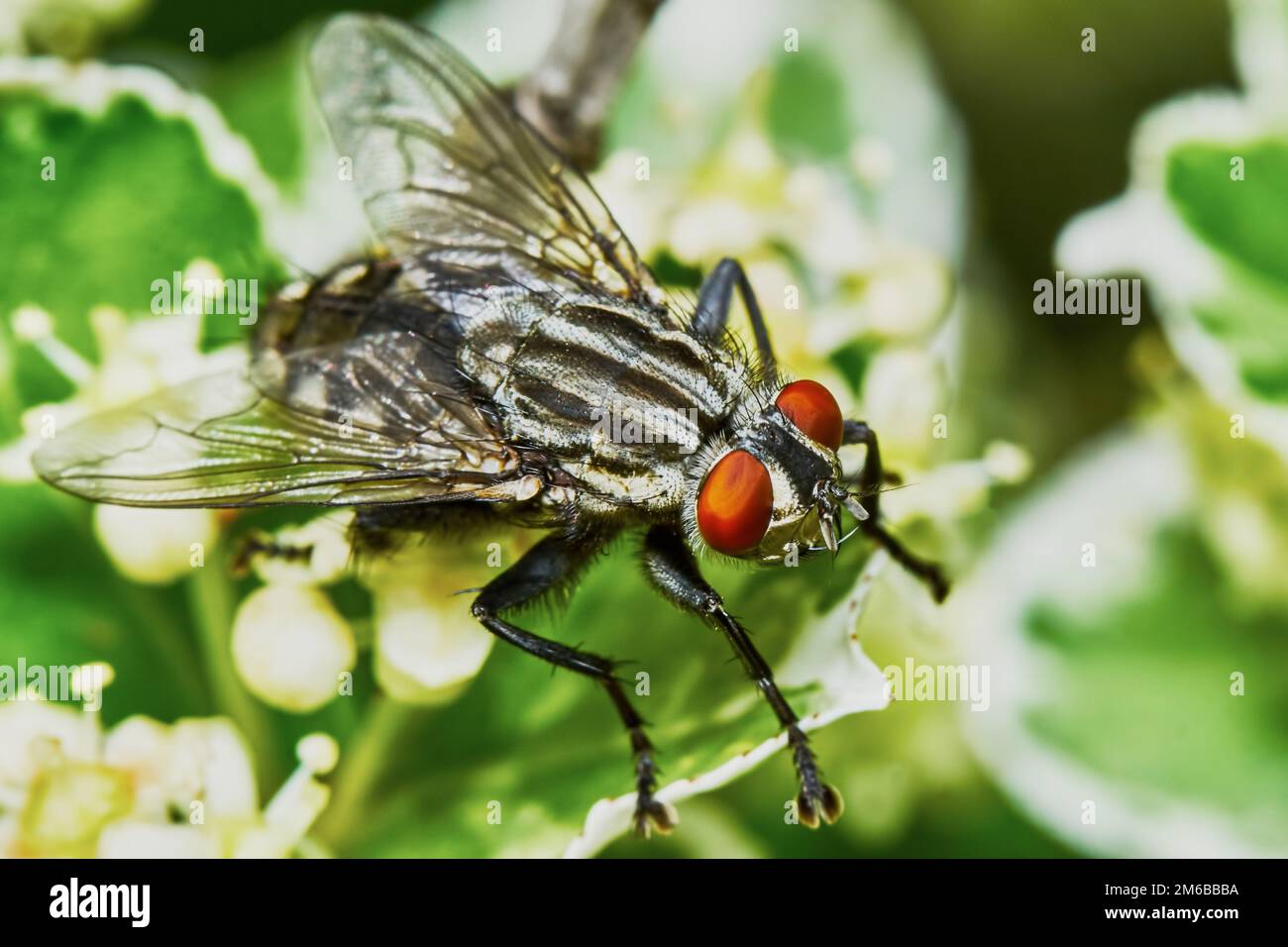 Gray flying insect hi-res stock photography and images - Alamy