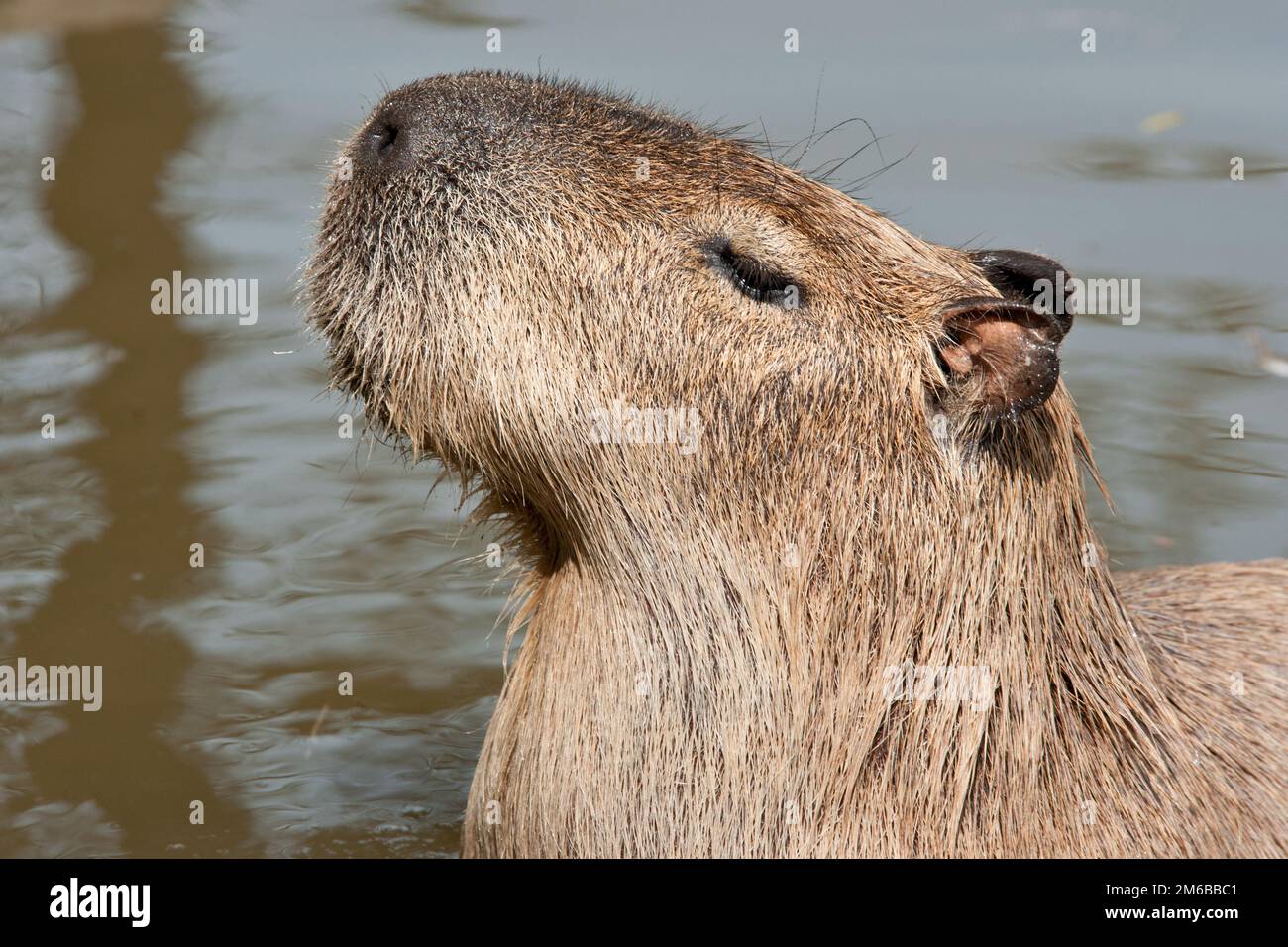 Capybara portrait hi-res stock photography and images - Alamy