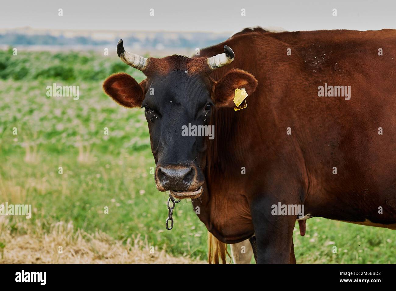 Cow flock hi-res stock photography and images - Alamy