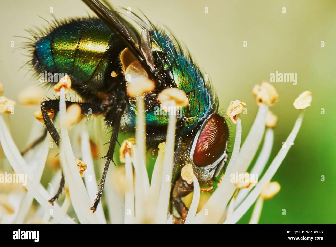 Green fly hi-res stock photography and images - Alamy