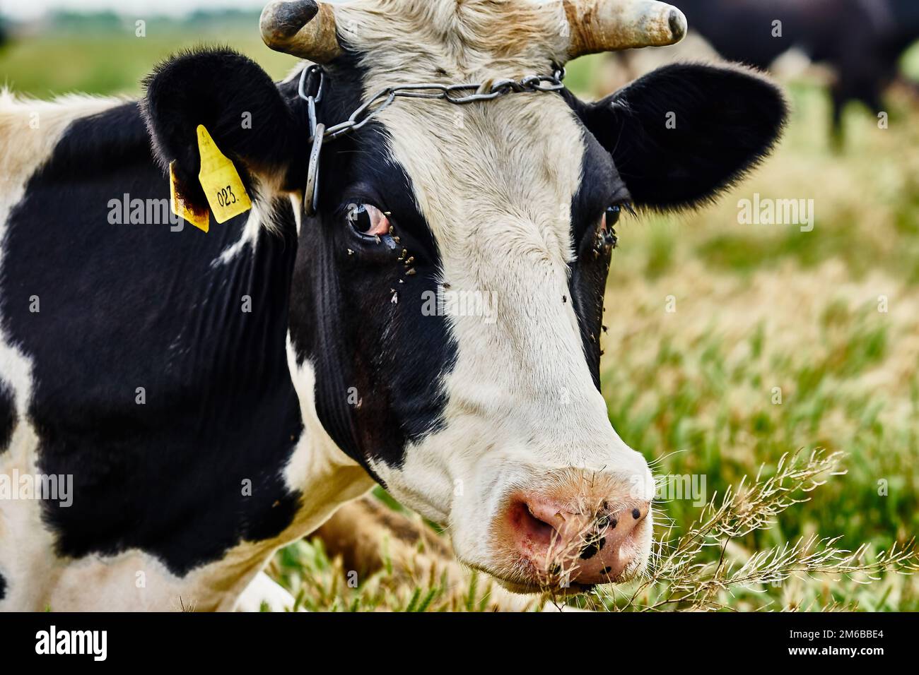 Animal milk mammals cow hi-res stock photography and images - Alamy