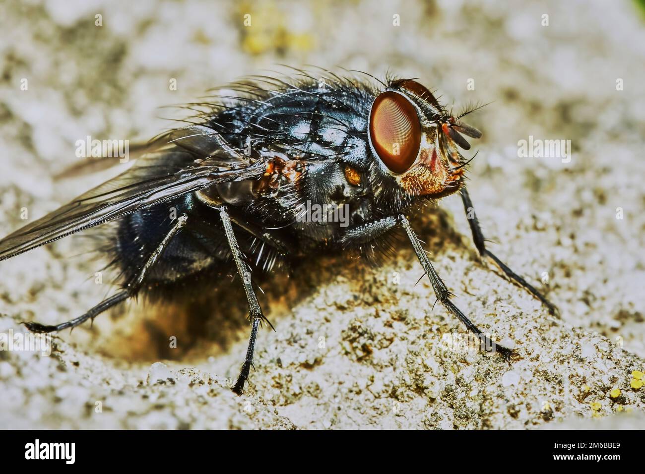 Invertebrate insect diptera fly hi-res stock photography and images - Alamy