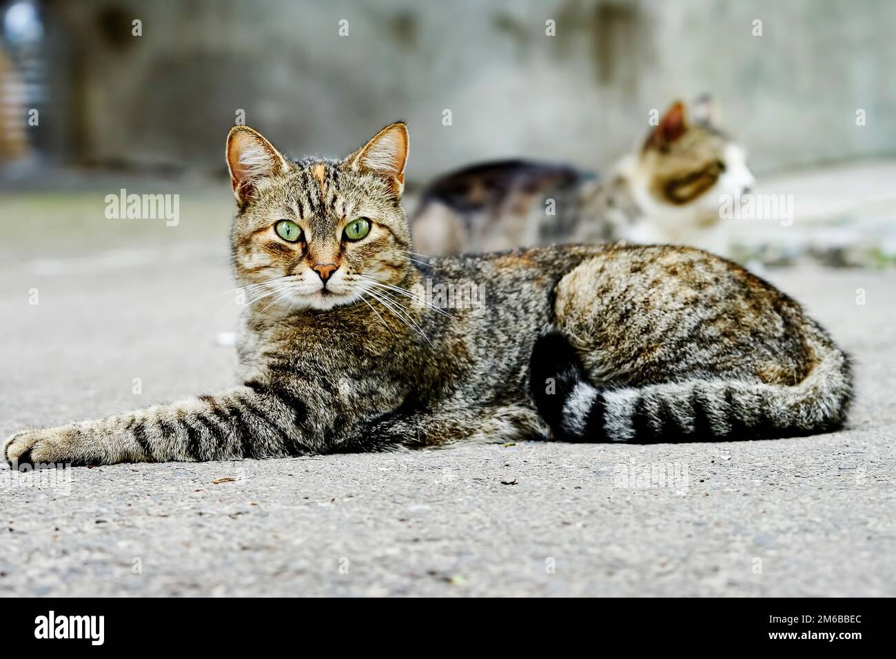 Two homeless cats Stock Photo - Alamy