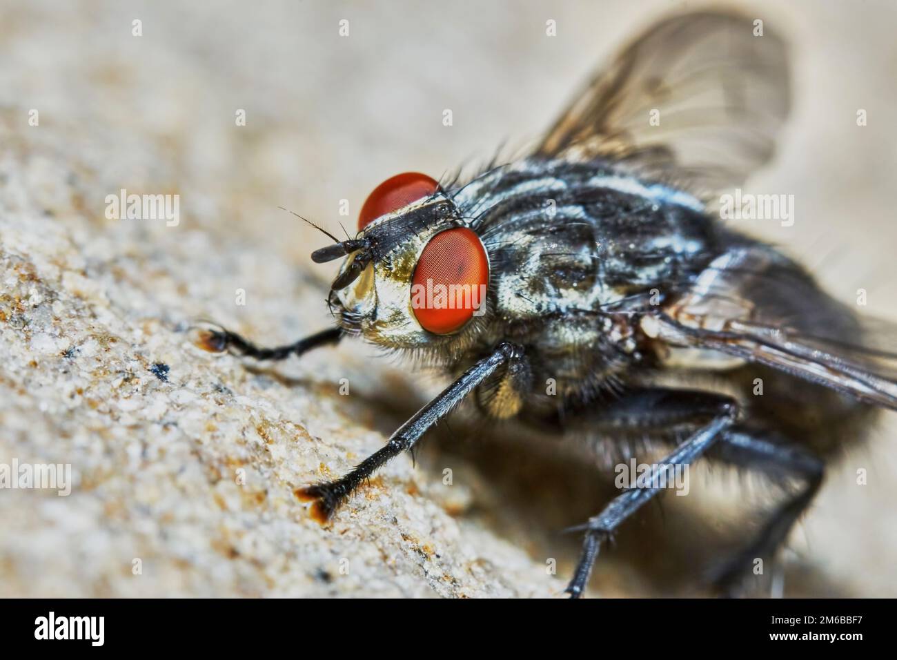Invertebrate insect diptera fly hi-res stock photography and images - Alamy