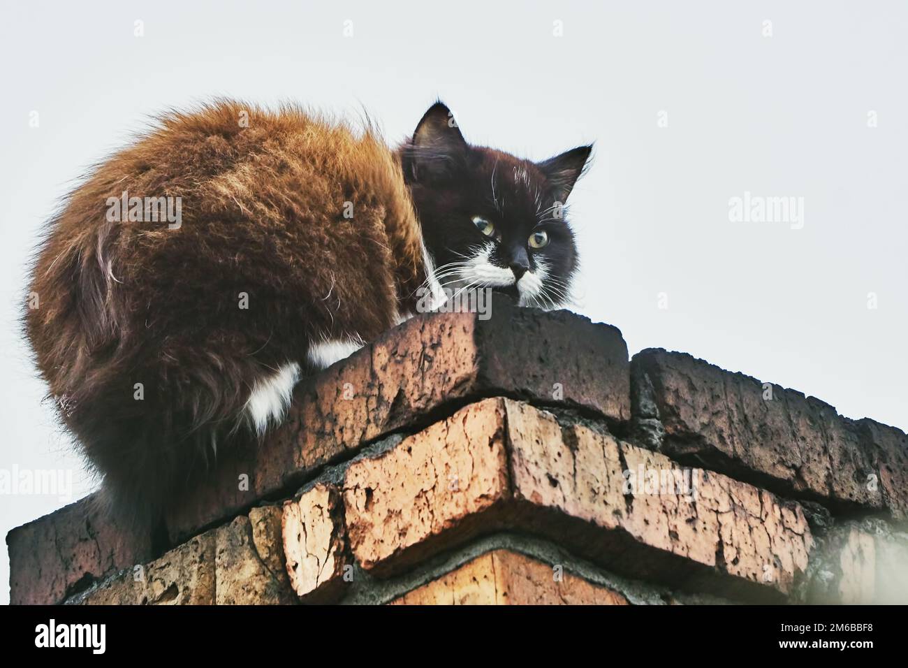 Cat on the chimney Stock Photo - Alamy