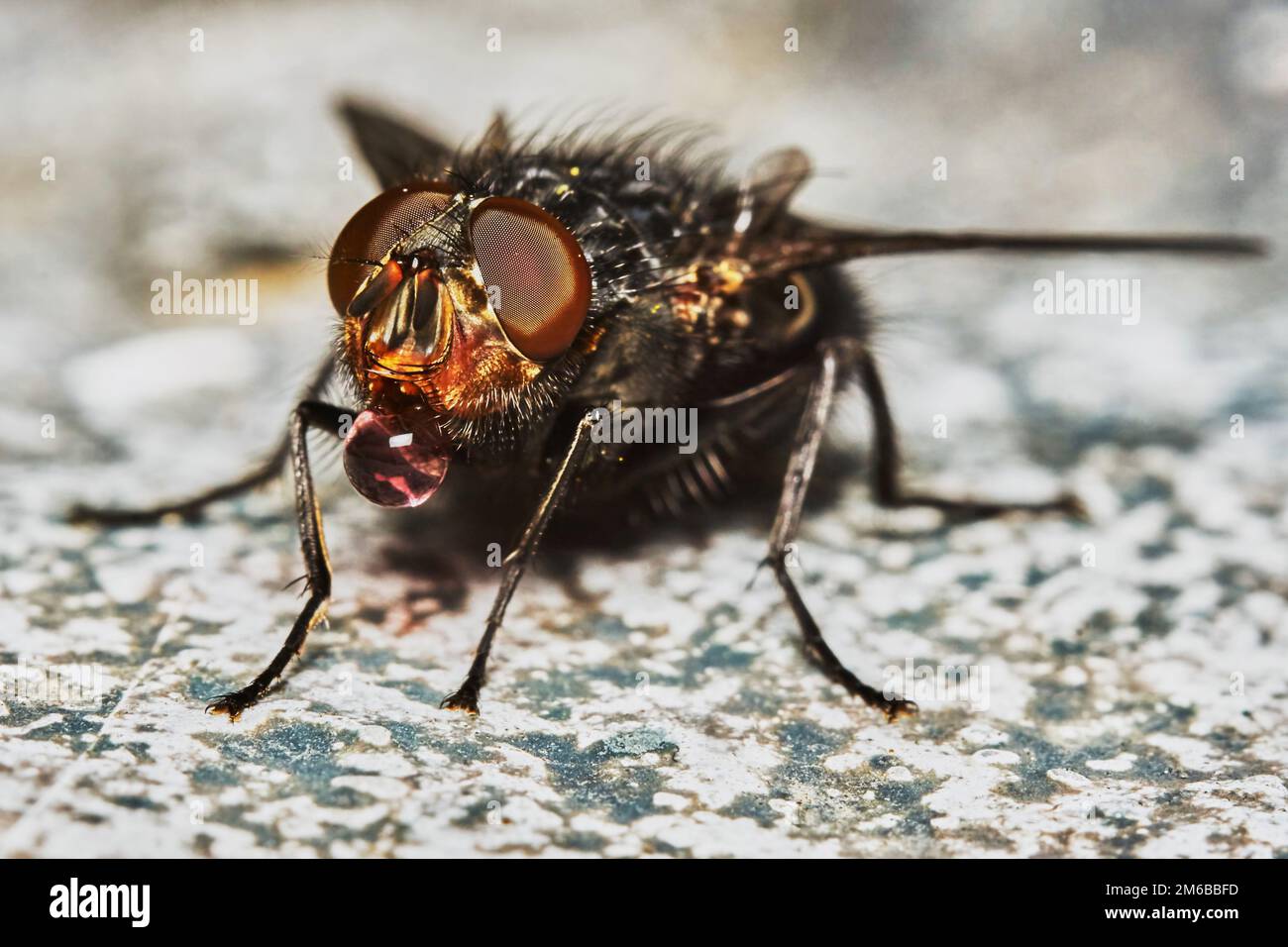 Gray flying insect hi-res stock photography and images - Alamy