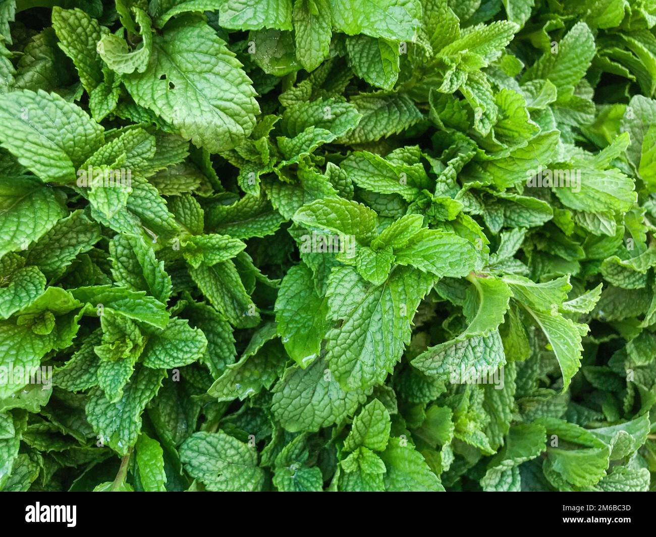 Morocco, Marrakech, mint leaves Stock Photo - Alamy