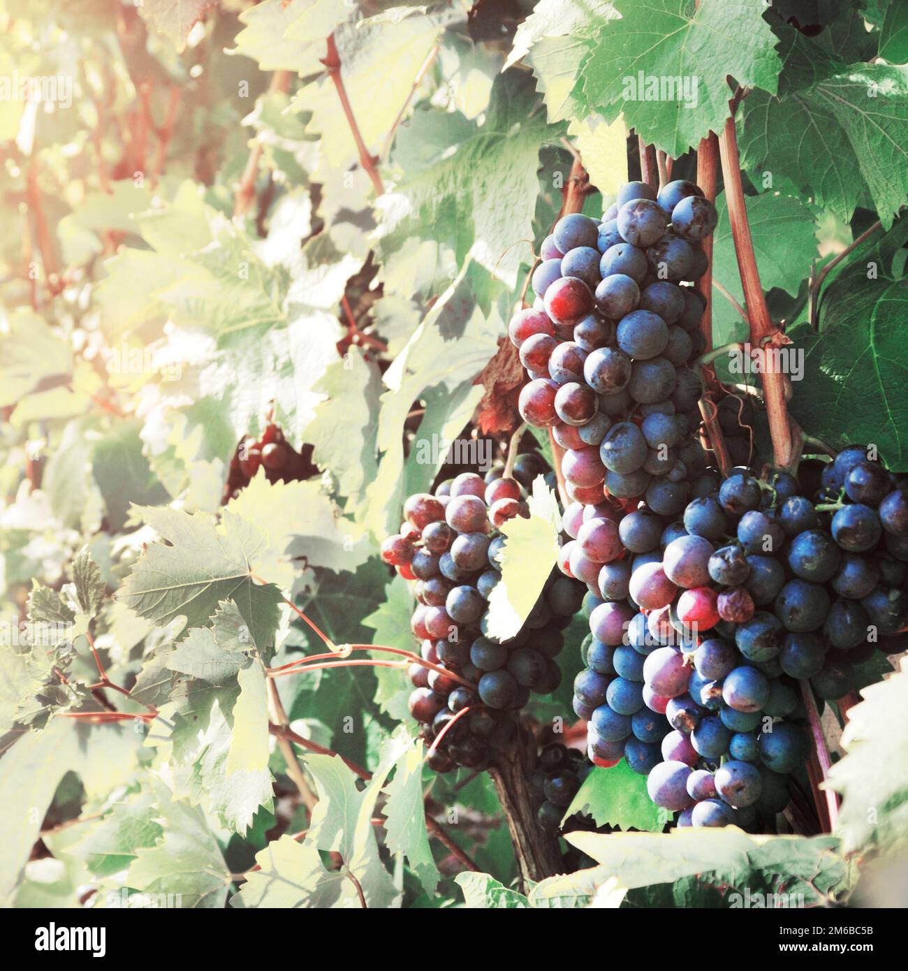 Sweet and tasty blue grape bunch Stock Photo - Alamy