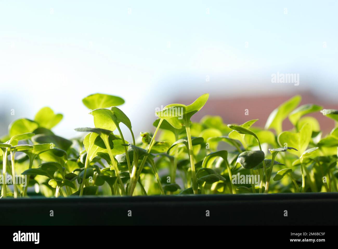 Green seedlings on sunlight Stock Photo - Alamy