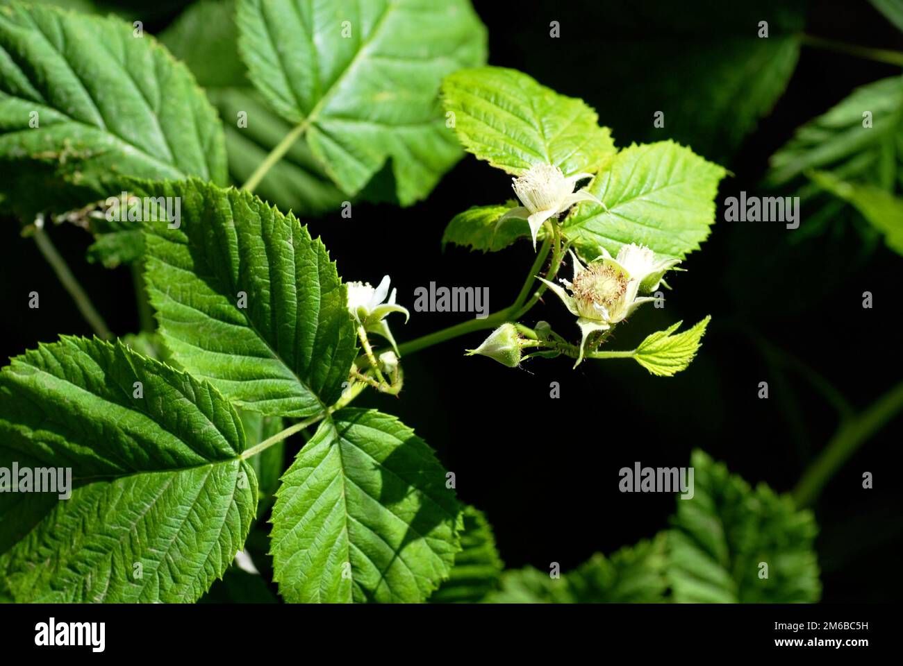 Raspberry bush with white flowers hi-res stock photography and images ...