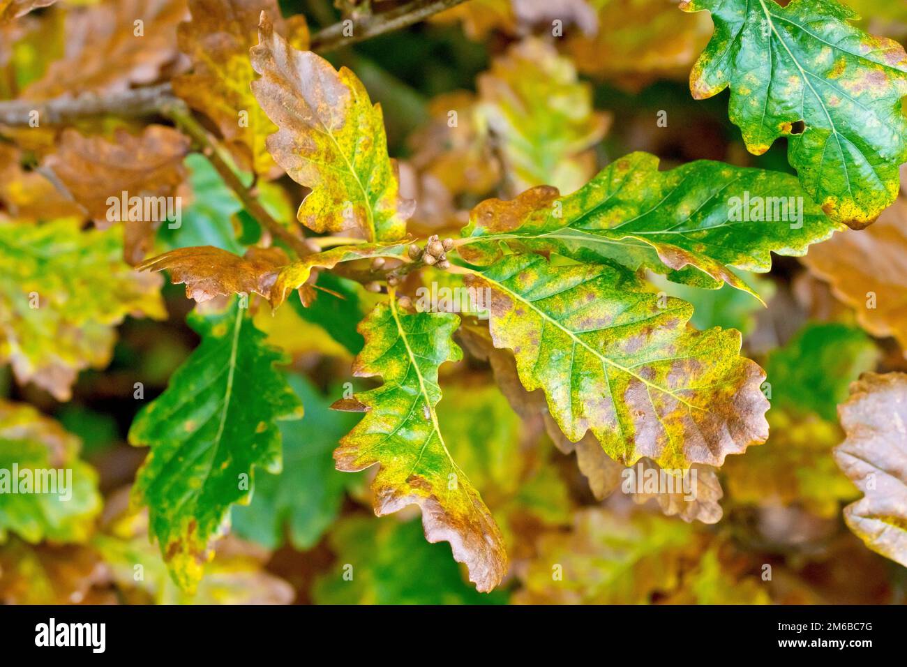 Sessile or Durmast Oak (quercus petraea), maybe English or Pedunculate ...