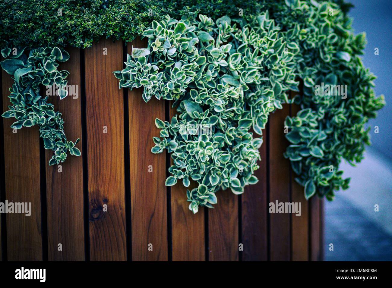 Street side flower pots Stock Photo - Alamy