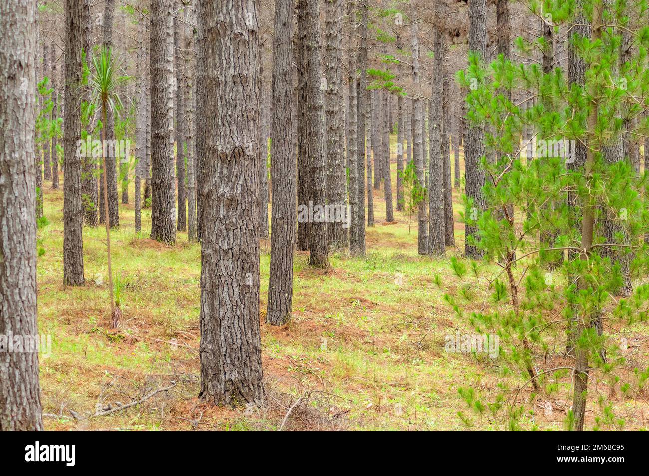 Beautiful shot growing trees hi-res stock photography and images - Alamy