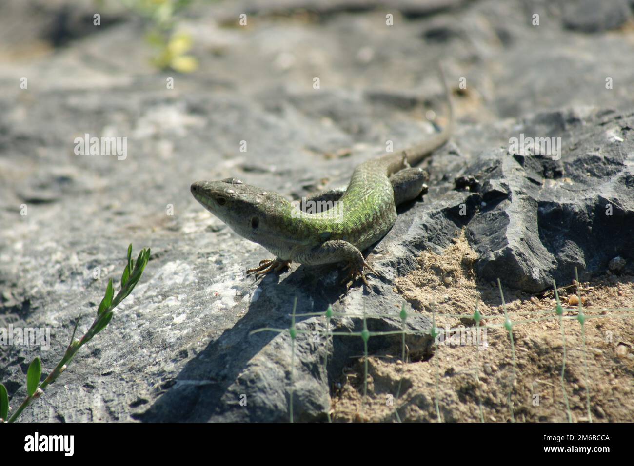 Lizzard and pattern hi-res stock photography and images - Alamy