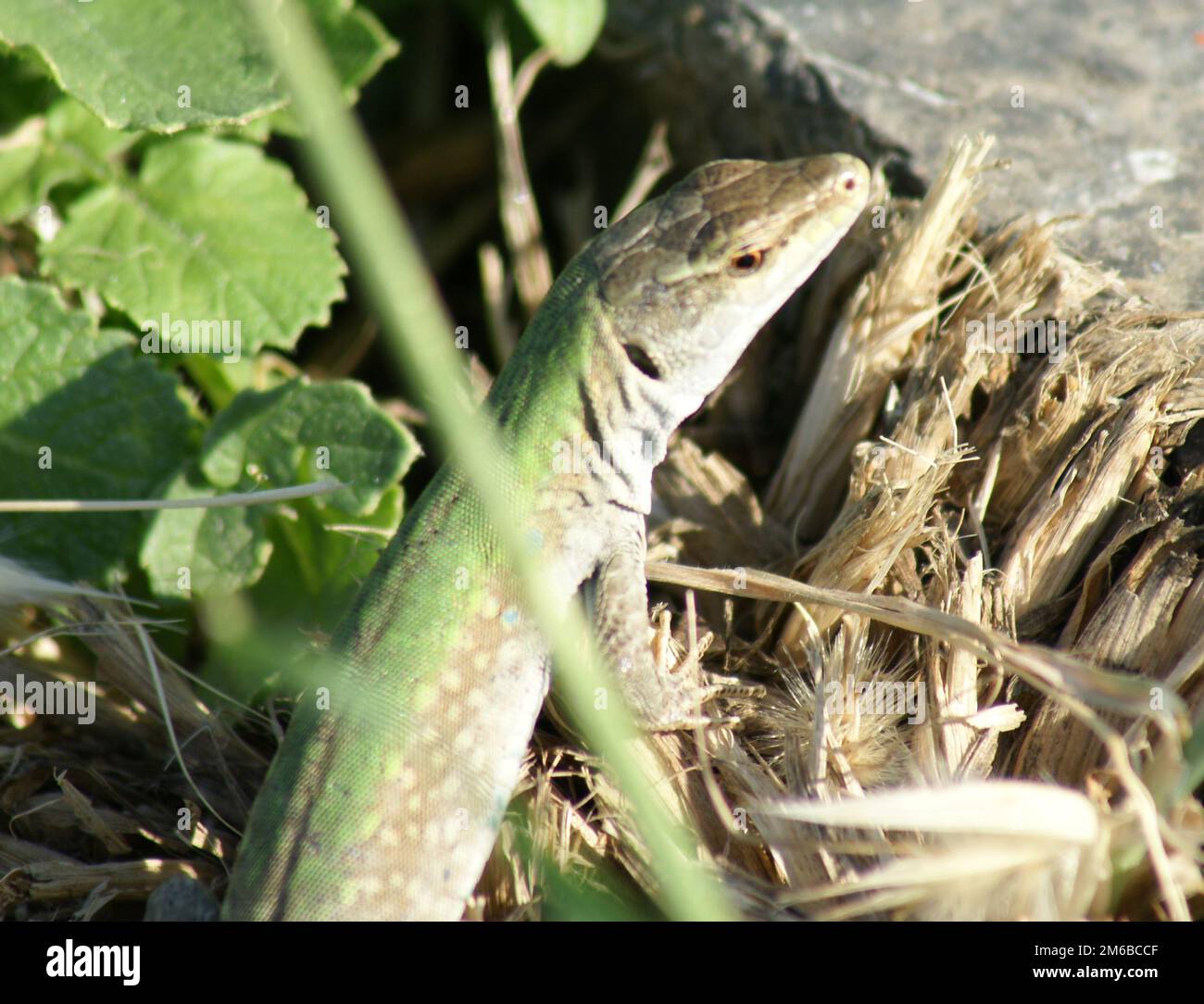 Lizzard and pattern hi-res stock photography and images - Alamy