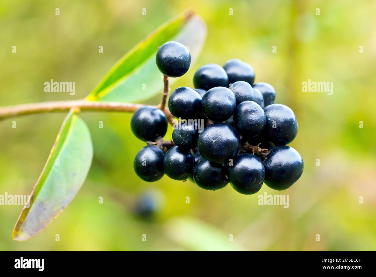 Are The Berries Off A Privet Hedge Poison To Dogs