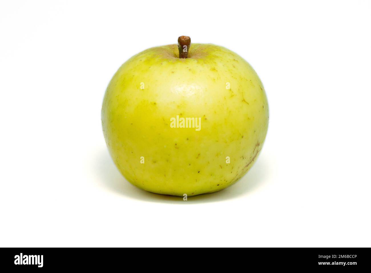 Crab Apple (malus sylvestris), close up of a single small wild apple ...