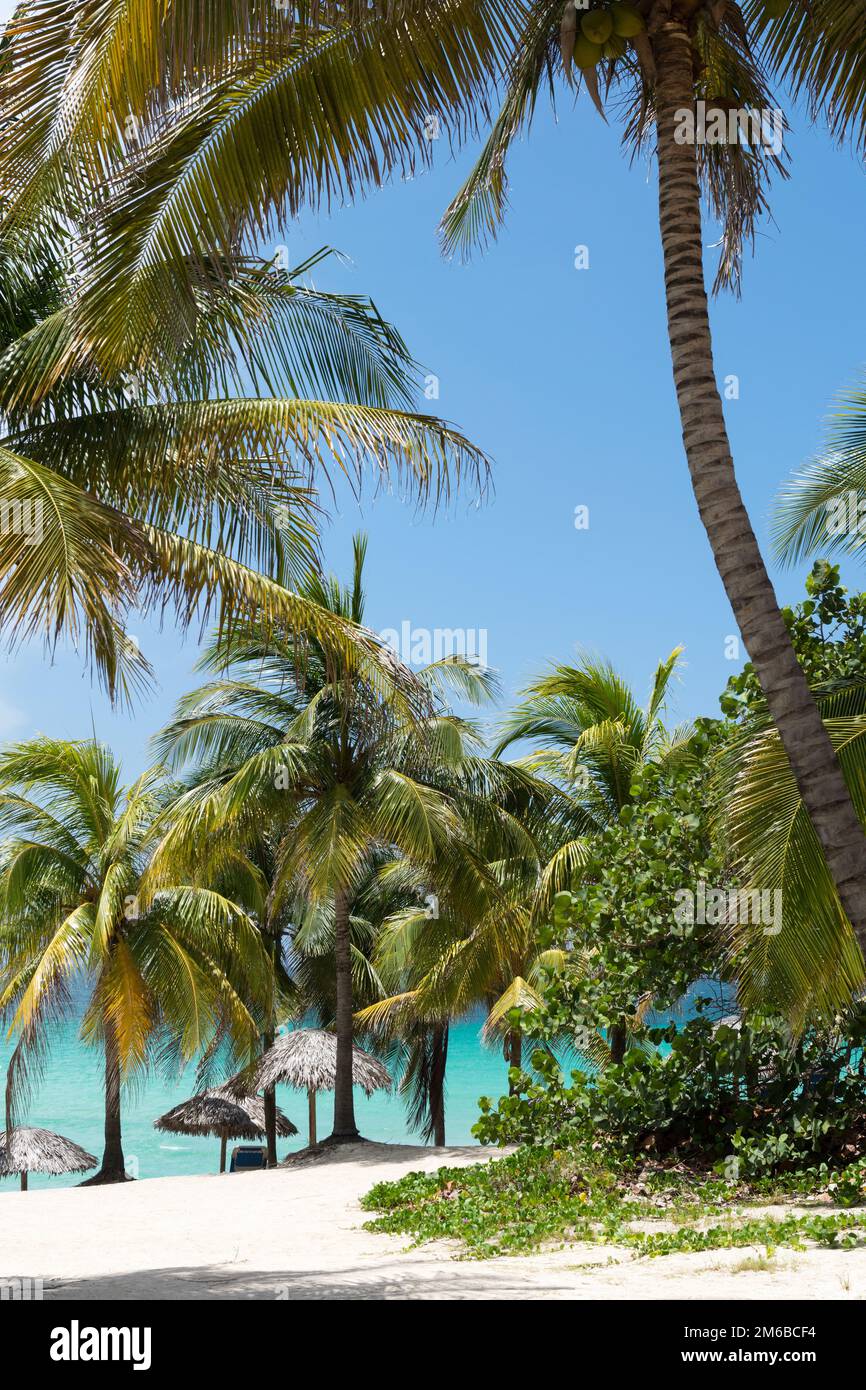 Dream beach with natural hut on the beach in Cuba Varadero Stock Photo ...