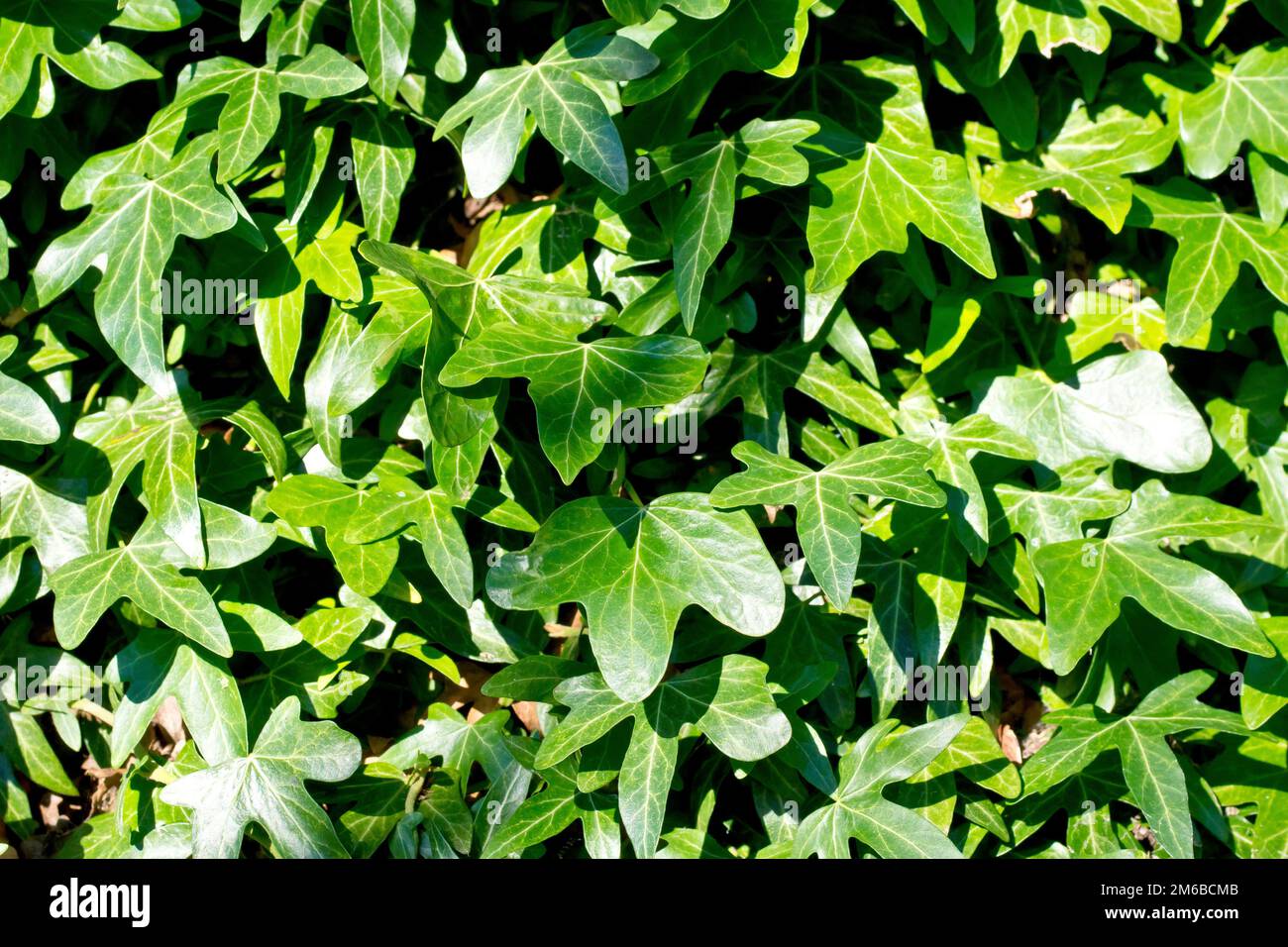 Ivy (hedera helix), close up showing the various shapes of leaves ...
