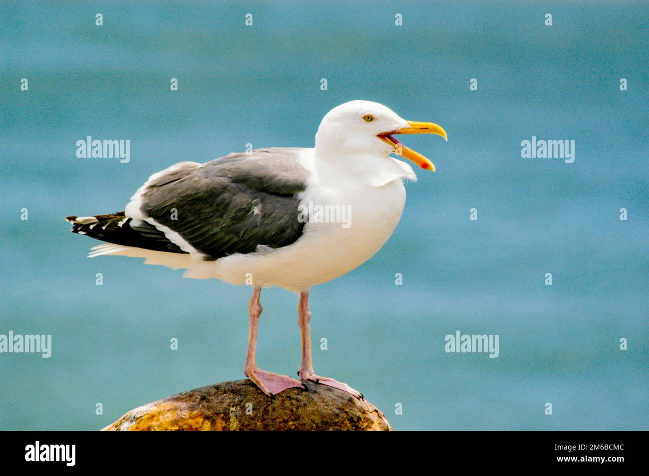 A seagull sitting on a pier piling by the ocean Stock Photo - Alamy