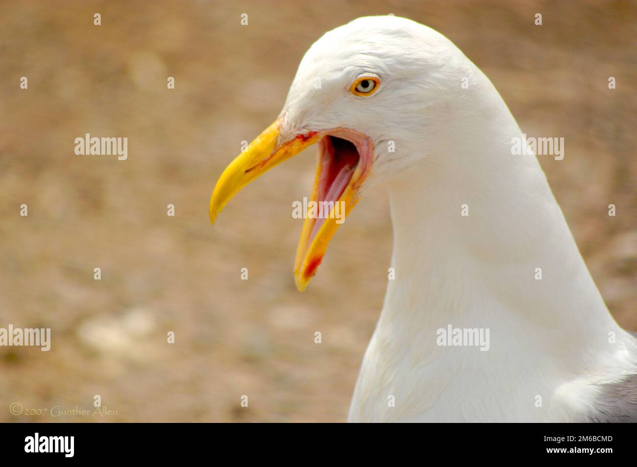 Angry seagull beach hi-res stock photography and images - Alamy