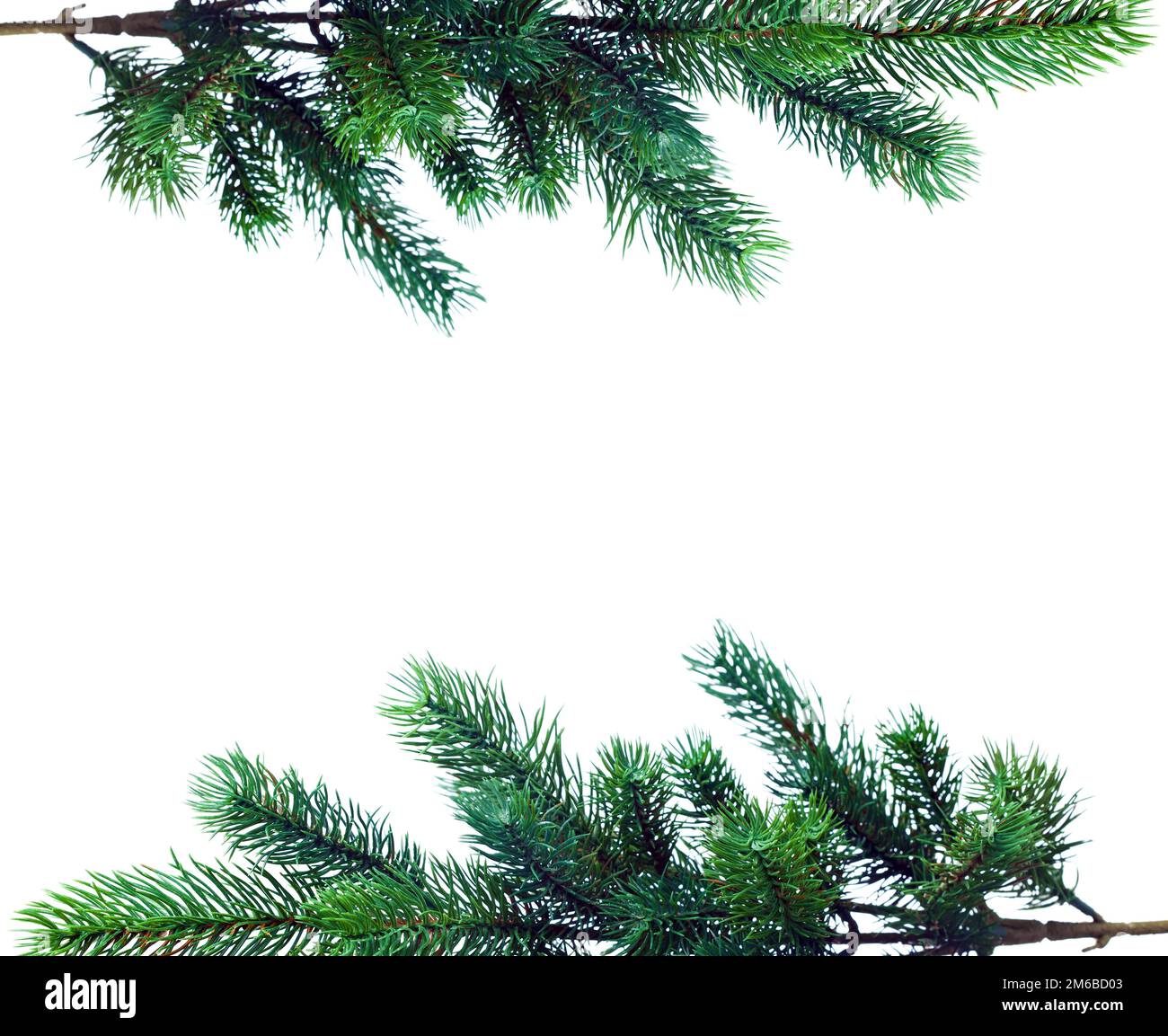 Branch of Christmas tree on white Stock Photo - Alamy