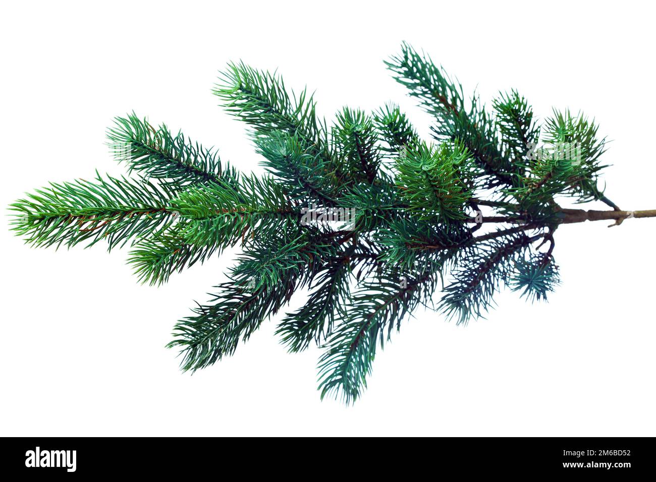 Christmas tree branch festive Cut Out Stock Images & Pictures - Alamy