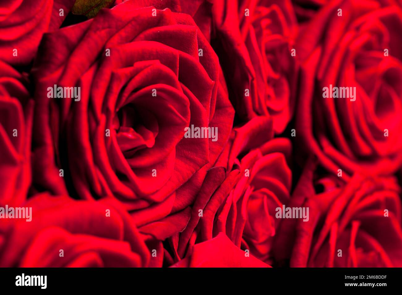 Many red roses (shallow DOF Stock Photo - Alamy