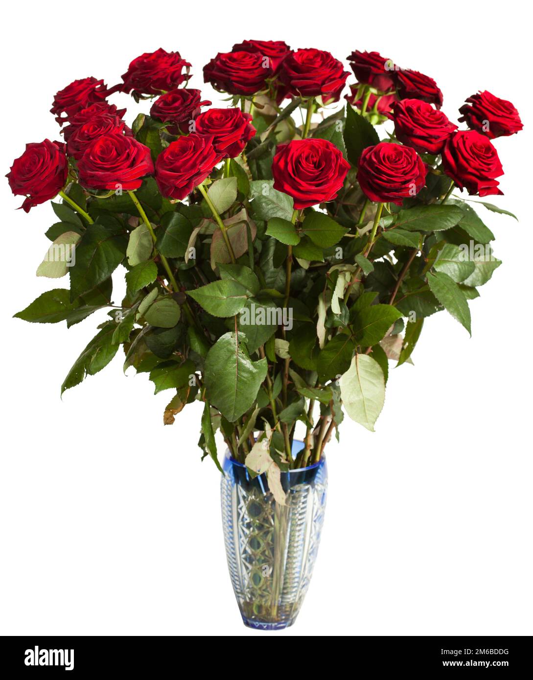 Branch red roses garden on white Cut Out Stock Images & Pictures - Alamy