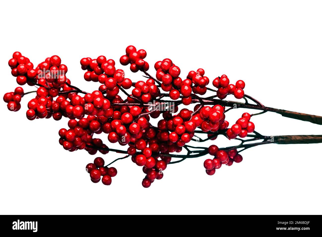 European holly isolated on white background Stock Photo - Alamy