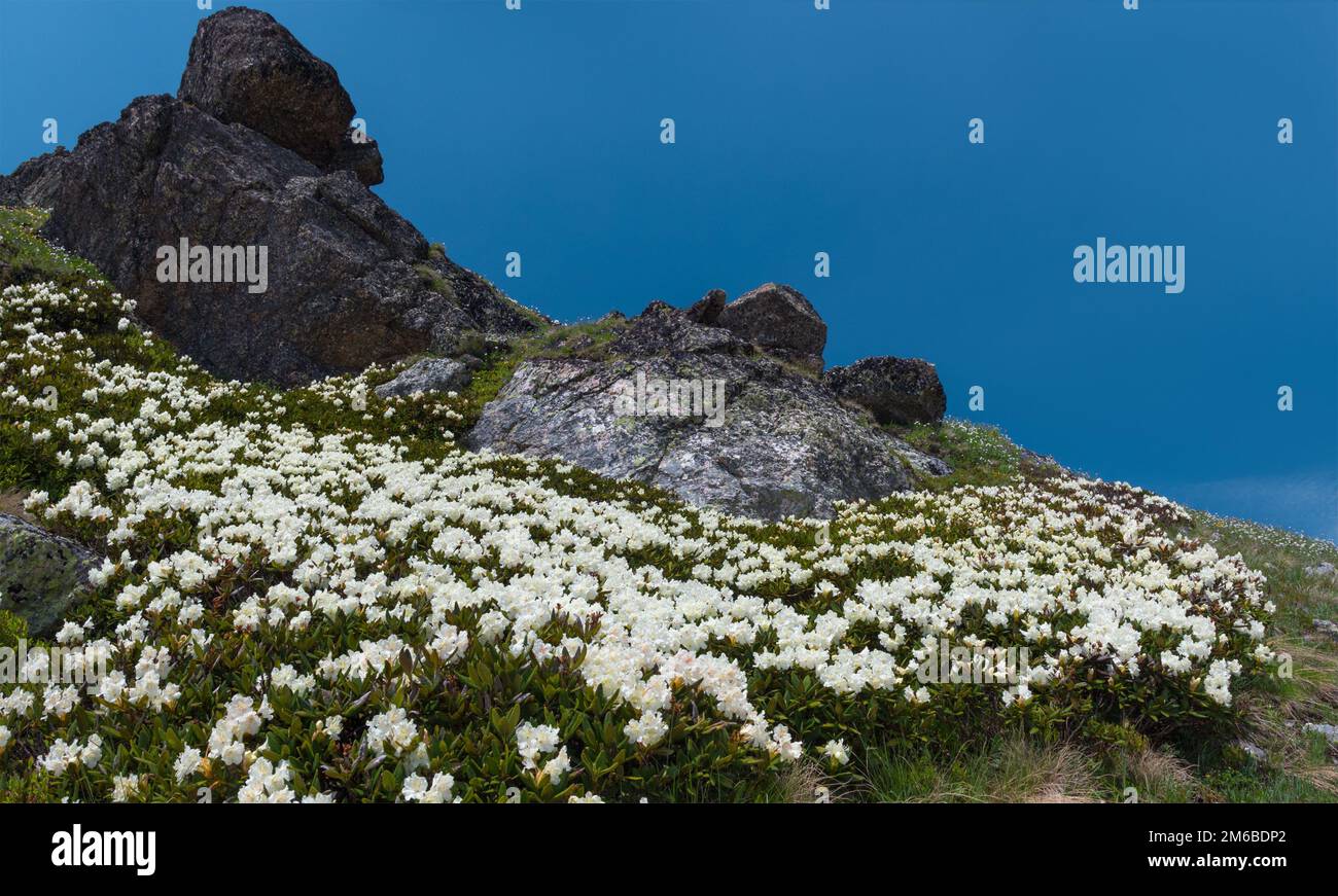 Rhododendron flower mountains hi-res stock photography and images - Alamy