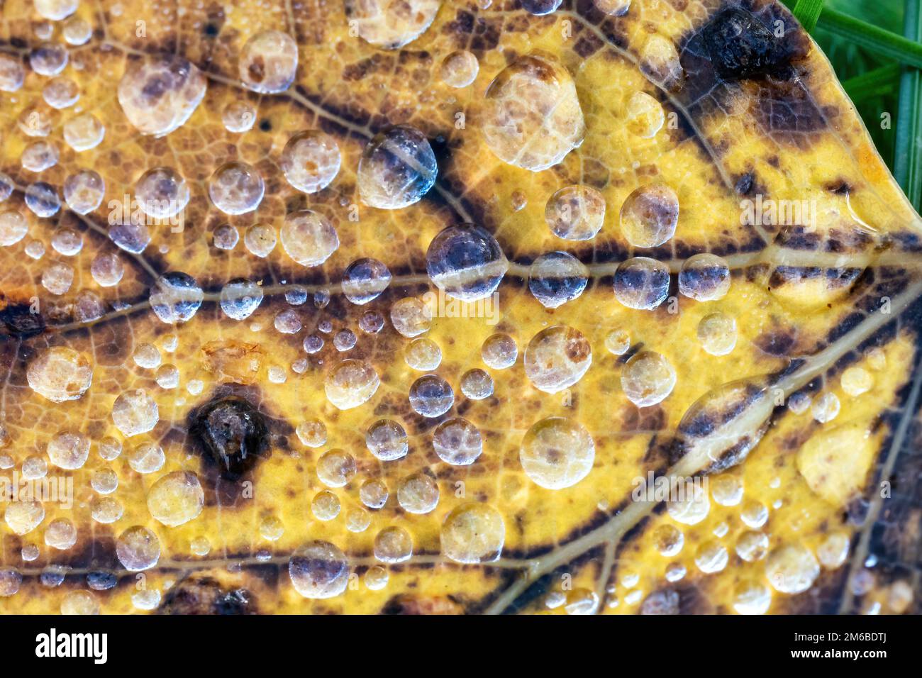 Autumn leaf with water dew drops Stock Photo - Alamy
